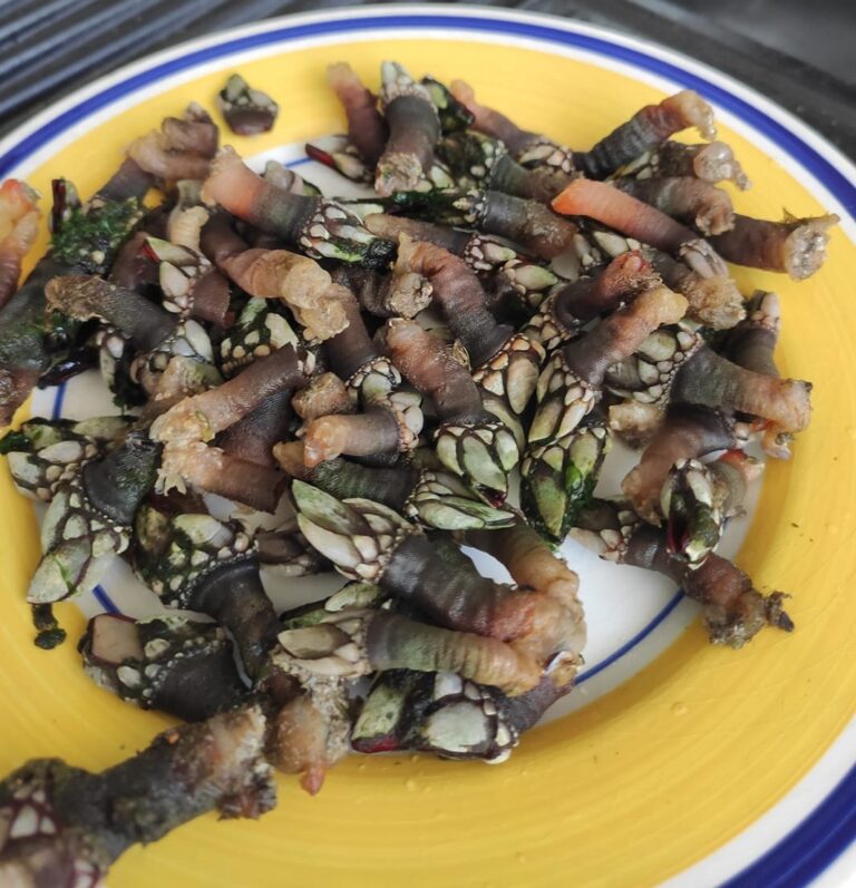 Percebes fructe de mare - Casa Oliveira